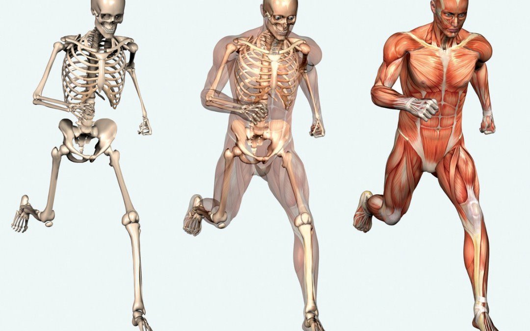 Muscle Imbalance PhysioSpain Physiotherapy Osteopathic Treatment
